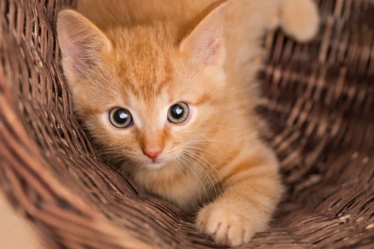 Feline 411: All About Ginger Tabby Cats