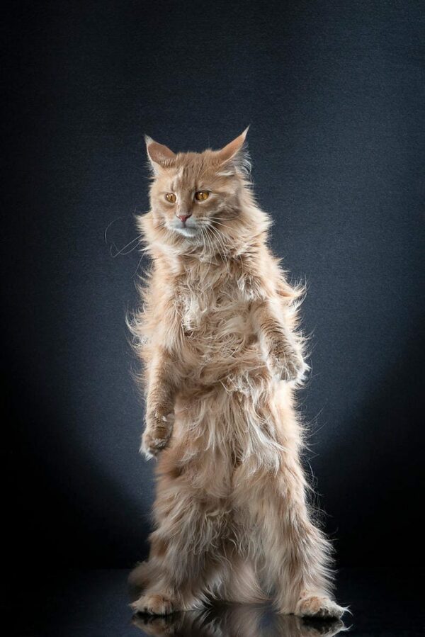 Photographer Captures Images Of Cats Standing And They're Purrfect