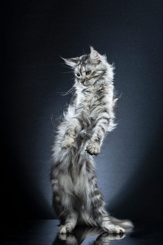 Photographer Captures Images Of Cats Standing And They're Purrfect