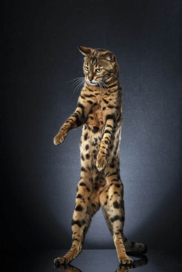 Photographer Captures Images Of Cats Standing And They're Purrfect