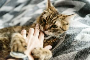 Collection Of Purrfectly Hilarious Cat Memes