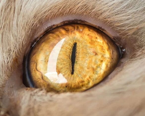 Cool Cat Eye Pics And Fun Facts