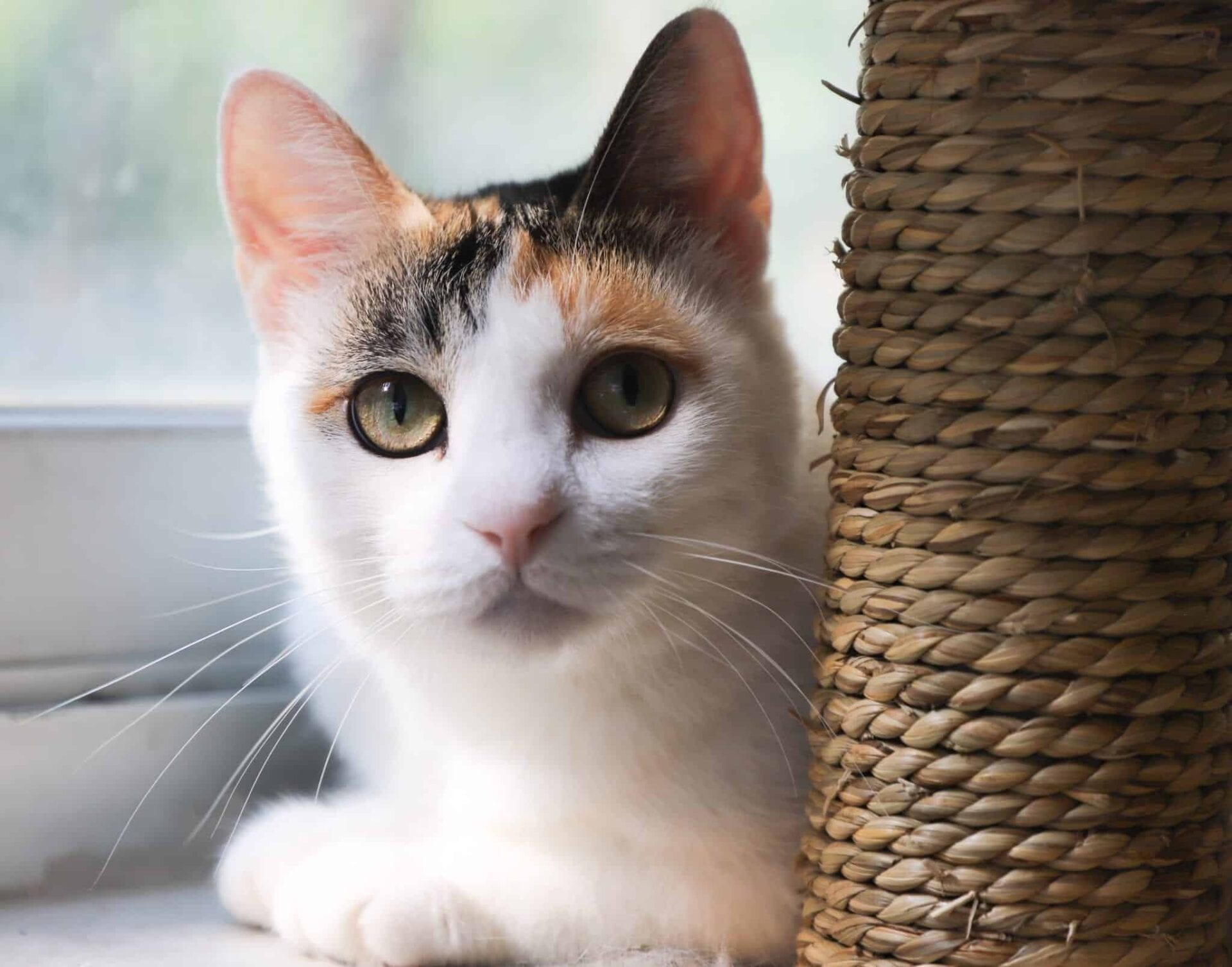 Why Do Male Calico Cats Live Shorter Lives | Cattitude