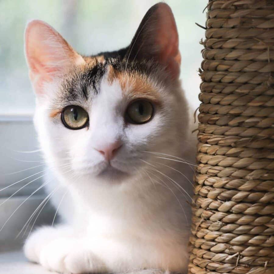 Cat Breeds Known For Their Fluffy Tails