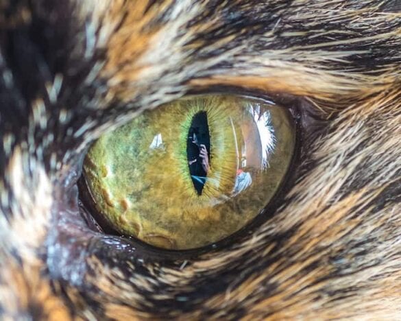 Cool Cat Eye Pics And Fun Facts
