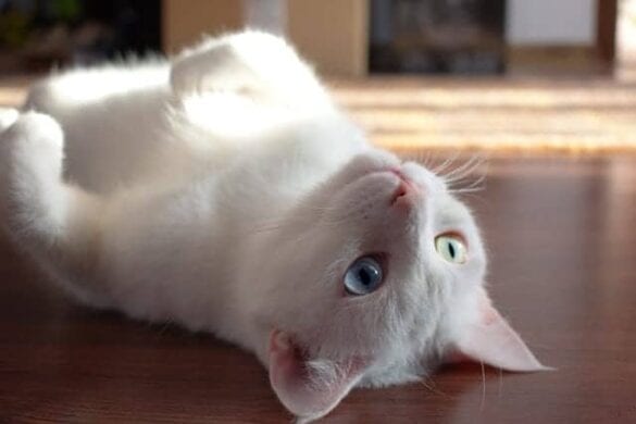 Cool Cat Eye Pics And Fun Facts