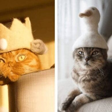 Meet Jake The Polydactyl Cat: A Rescued Cat With A Story Of Survival