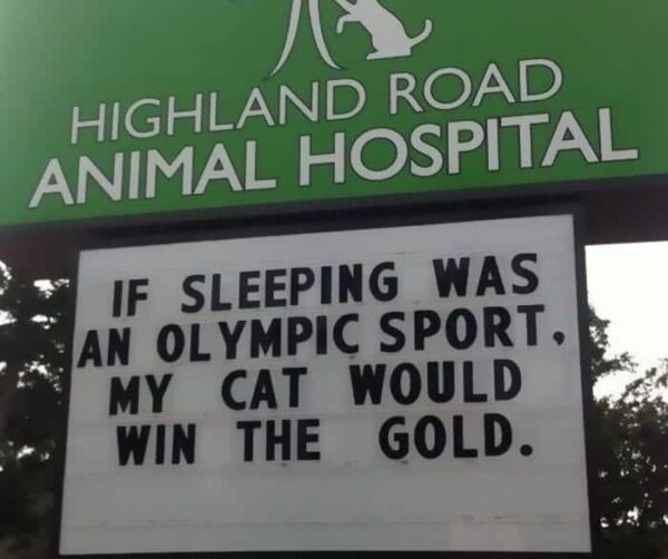 Hilarious Vet Signs Honoring Our Feline Friends