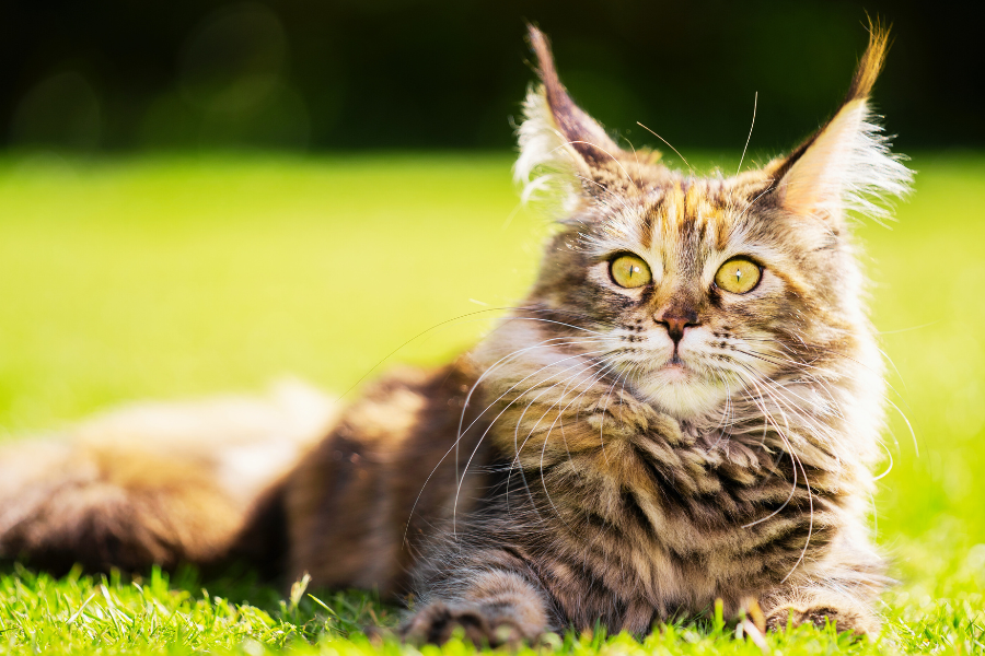 What Is A Chimera Cat?