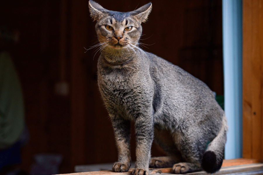 Sand Cat: Full Breed Guide | Blog - Cattitude