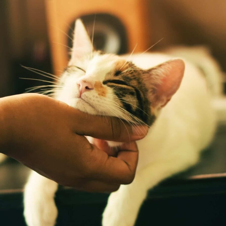Five Potential Reasons Why Your Cat Is Moody