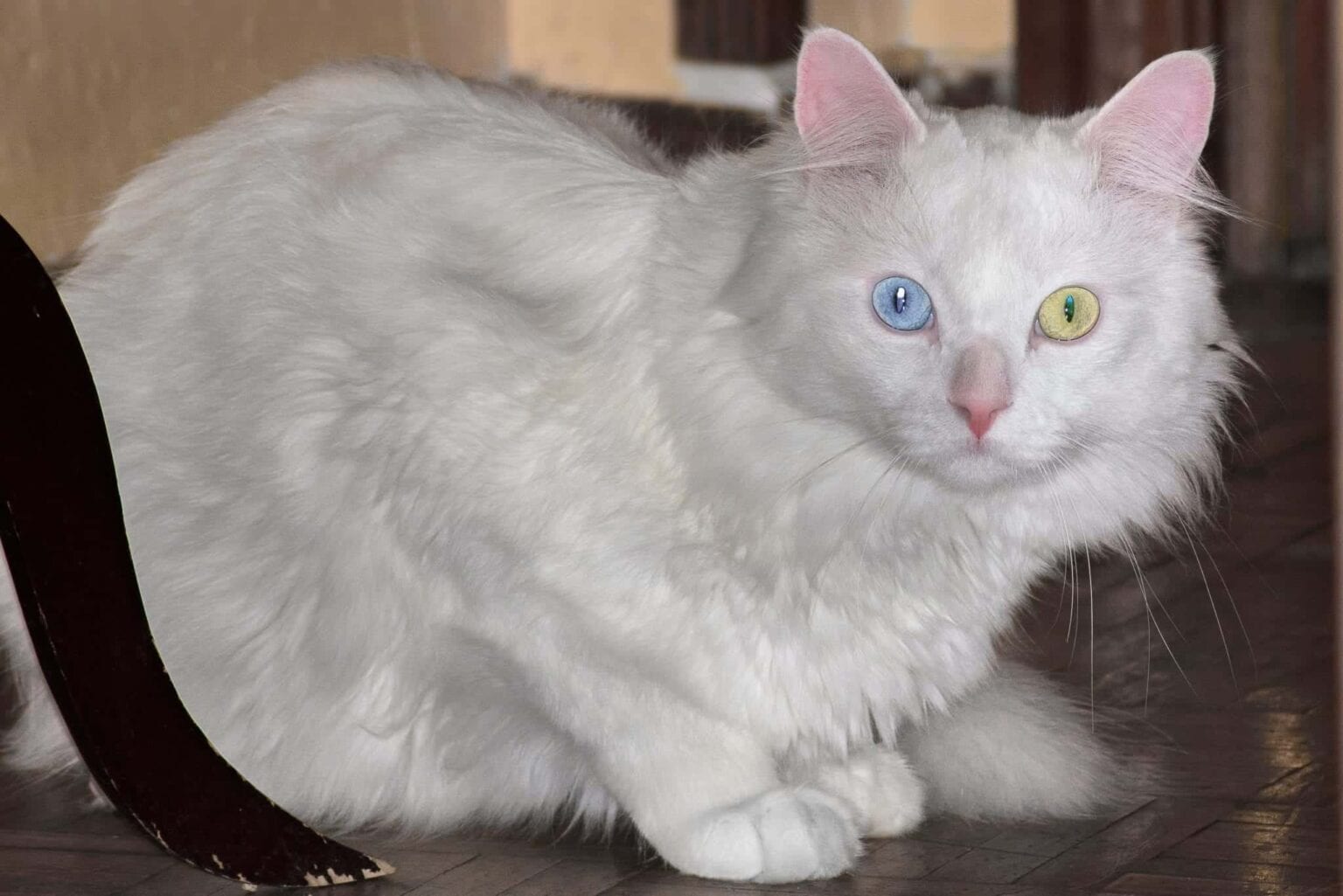 Love Odd-Eyed Cats? See A Gorgeous Collection Of Them Here