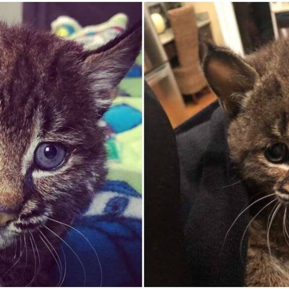 What Is A Chimera Cat?