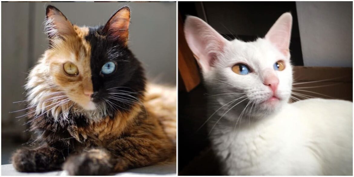 Love Odd-Eyed Cats? See A Gorgeous Collection Of Them Here