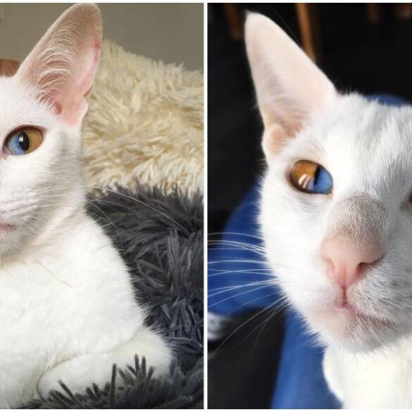 A Collection of Cats With Mustaches To Brighten Your Day
