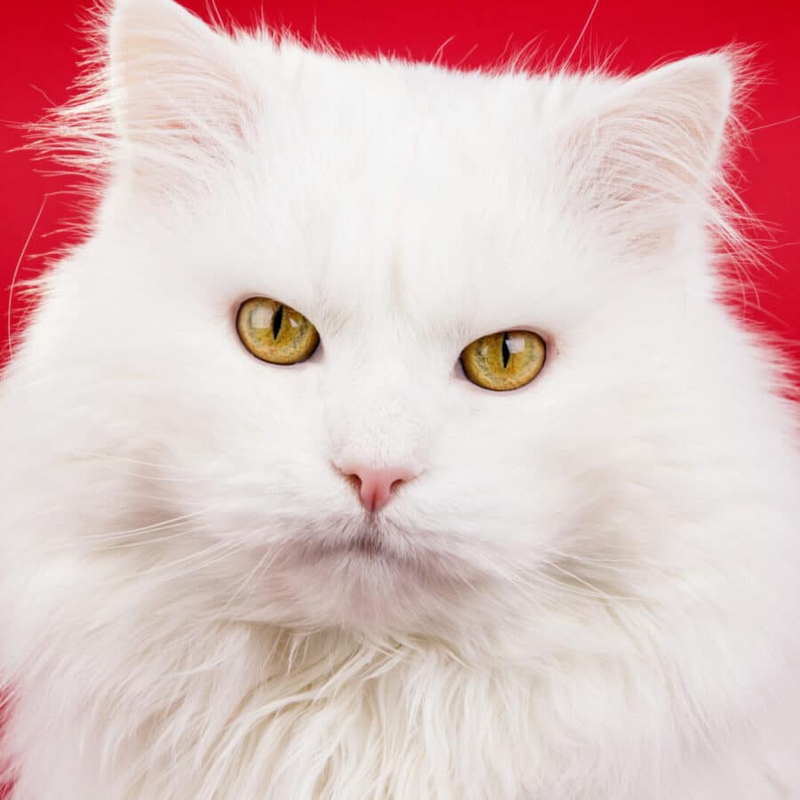 Feline 411: Meet The Curly Haired Cat Breeds