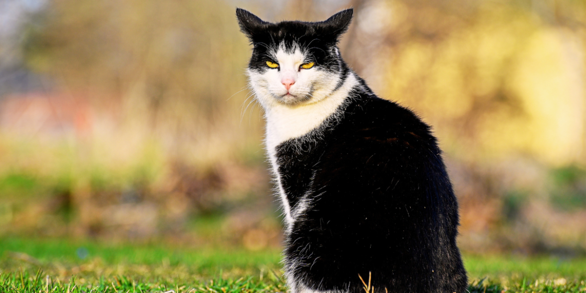 Five Potential Reasons Why Your Cat Is Moody