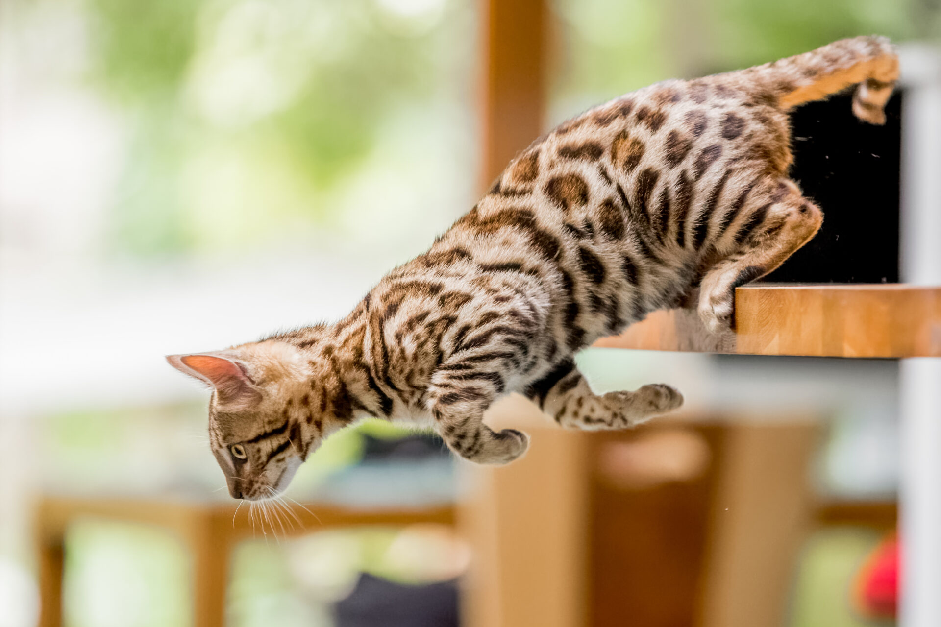 Feline 411: All About Bengal Cats