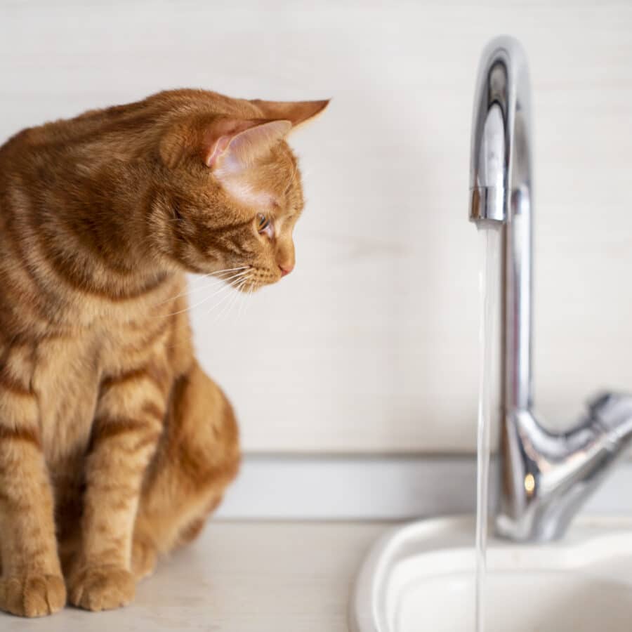 What Is Fear Aggression In Cats?