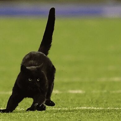 Cat Legends From Around The World