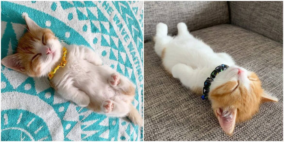 Meet Chata: An Adorable Kitten Who Prefers To Sleep Like A Human