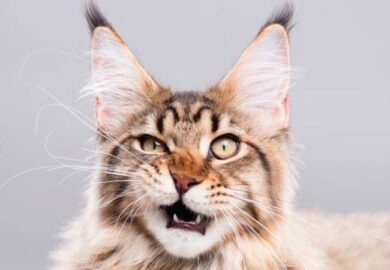 You Know That Funny Face Your Cat Makes? This Is Why It Happens
