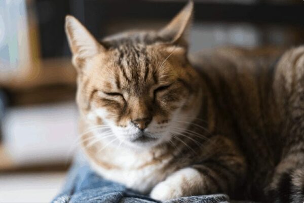 What Does It Mean When Cats Do The Bread Loaf Position?