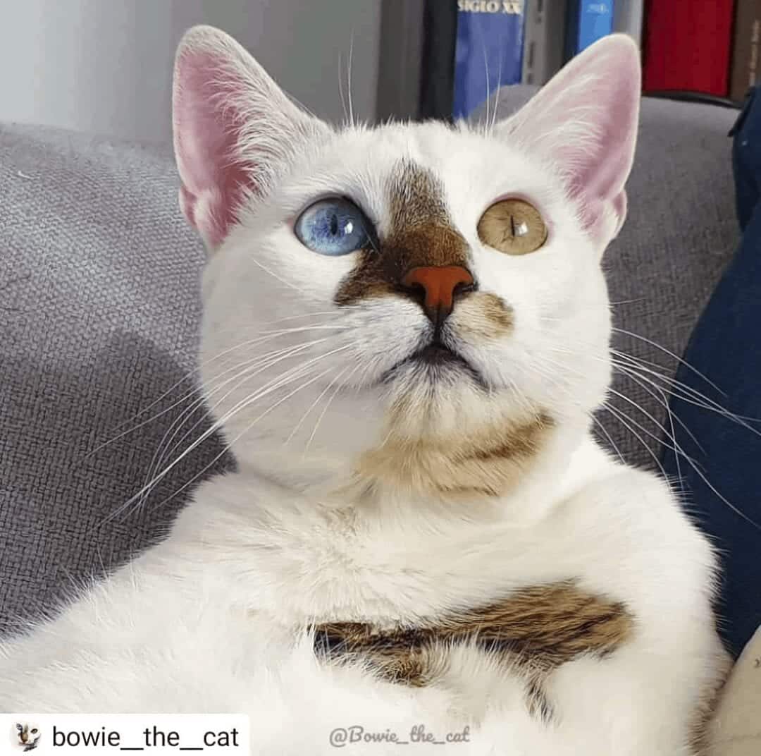 Meet Bowie The Cat: A Rescued Feline Who Was Born To Be A Star