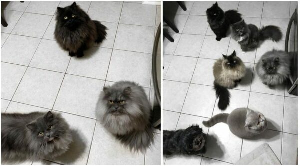 Meet Juno: An "Angry Cat" With Totally Rad Fur