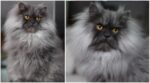 Meet Juno: An "Angry Cat" With Totally Rad Fur