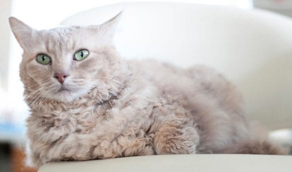 Feline 411: Meet The Curly Haired Cat Breeds