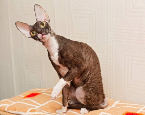Feline 411: Meet The Curly Haired Cat Breeds
