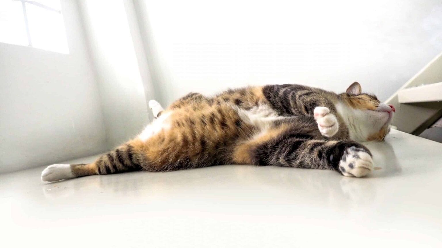 What Is A Post Neuter Fat Pad In Cats?