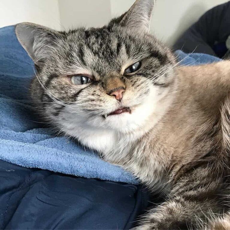Meet Loki Kitteh: A Cuddly And Cute Cat Vampire
