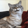 Meet Loki Kitteh: A Cuddly And Cute Cat Vampire