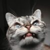 Meet Loki Kitteh: A Cuddly And Cute Cat Vampire
