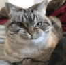Meet Loki Kitteh: A Cuddly And Cute Cat Vampire