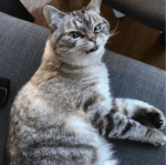 Meet Loki Kitteh: A Cuddly And Cute Cat Vampire