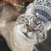 Meet Loki Kitteh: A Cuddly And Cute Cat Vampire