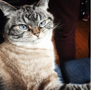 Meet Loki Kitteh: A Cuddly And Cute Cat Vampire