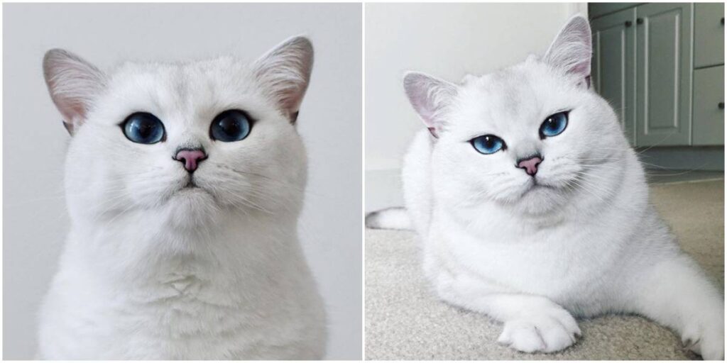 Meet Coby The Cat: A Gorgeous Kitty With Eyes That Sparkle