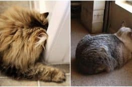 A Breakdown Of Cat Coat Patterns And Markings