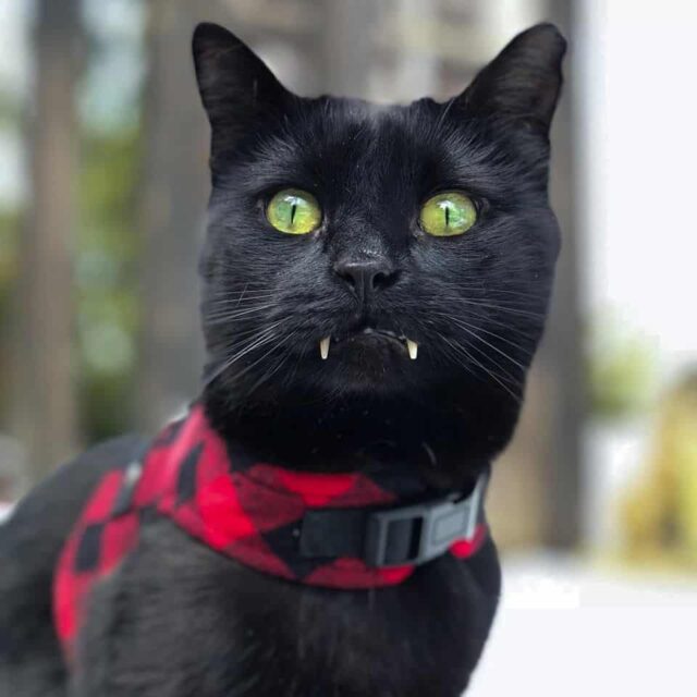 Why Do Some Cats Have Long Fangs?