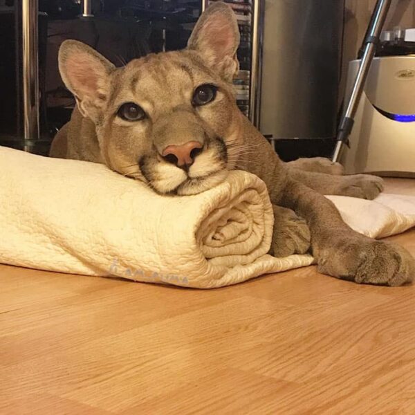 This Rescue Puma Can't Live In The Wild, So He Spends His Days In A ...