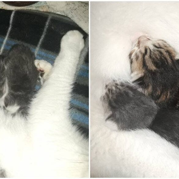 Meet Taylor Swift's Cats: Meredith Grey, Olivia Benson, & Benjamin Button