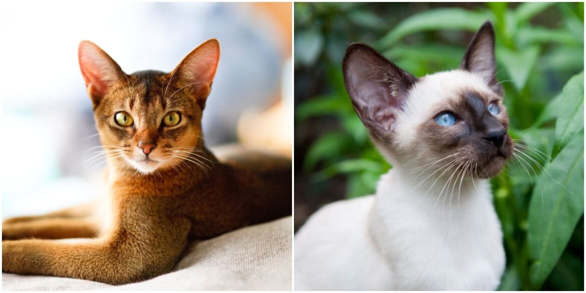The Seven Smartest Cat Breeds