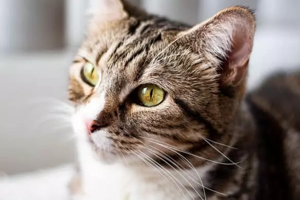 Why Do Tabby Cats Have A Letter "M" On Their Foreheads?