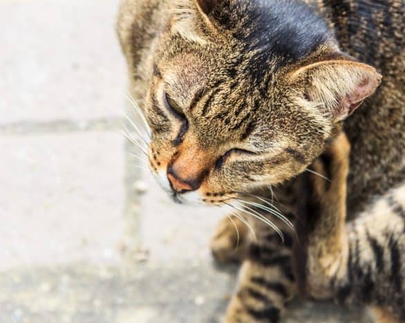 Feline Dermatitis: What It Is And How To Treat It