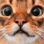 Meet Errol: A Cat Who Looks Like A Fox