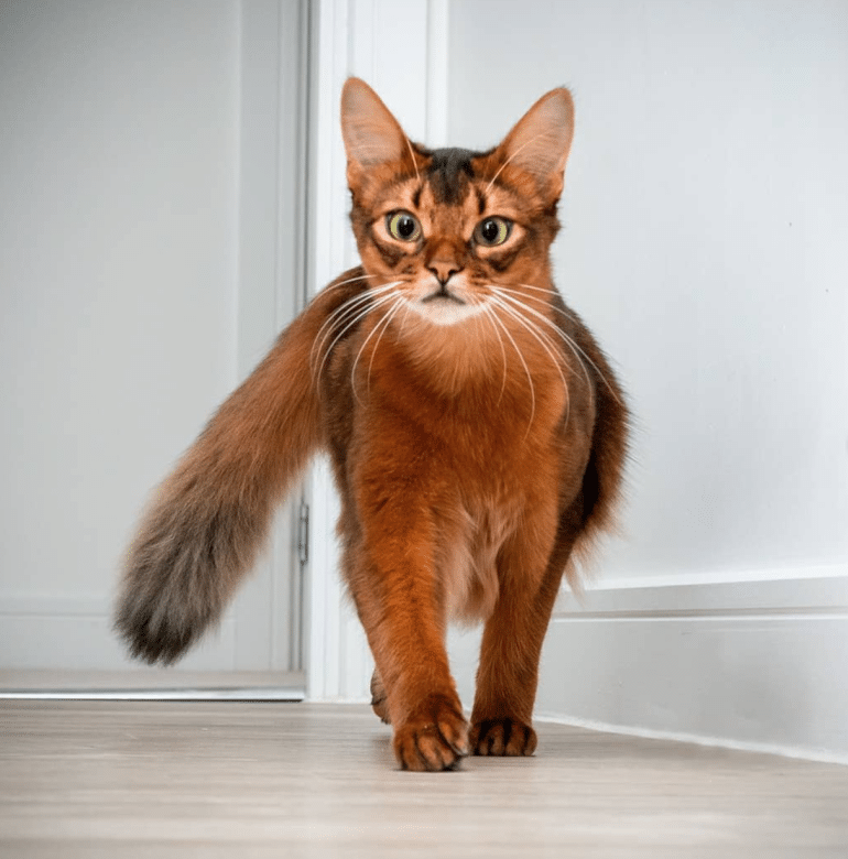 Meet Errol: A Cat Who Looks Like A Fox
